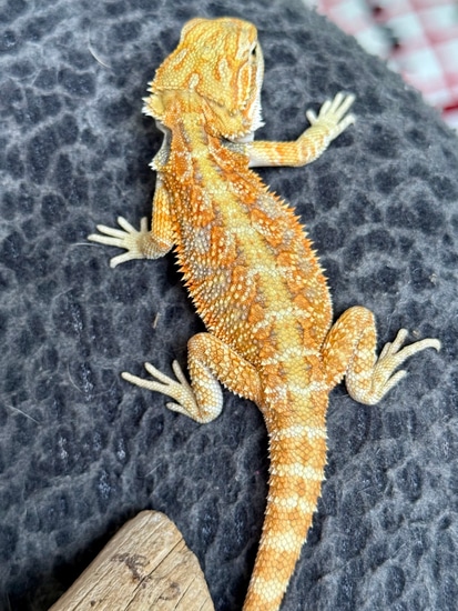 Hypo Citrus Blue Bar Central Bearded Dragon by Farmhouse Reptiles