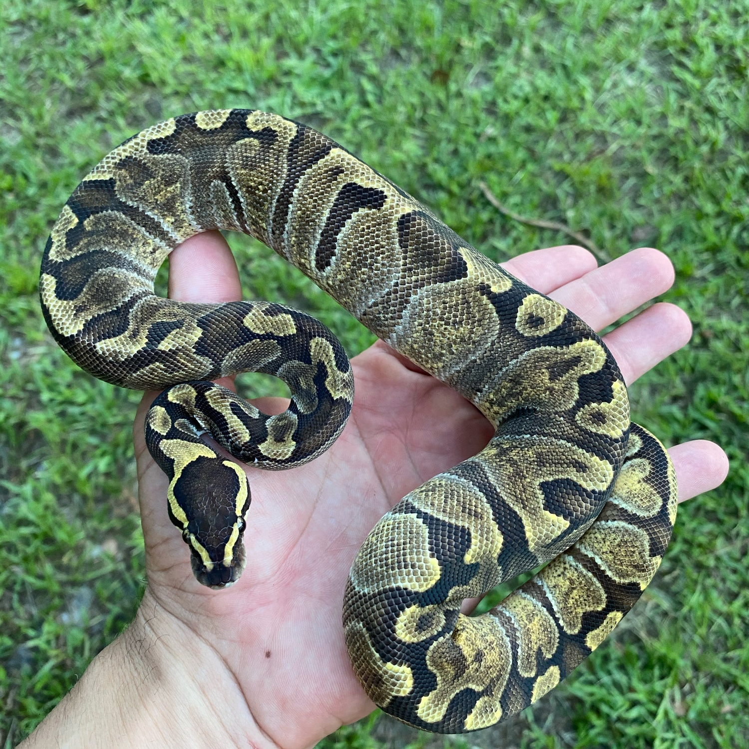 Ghi Enchi Ball Python by Southern Royalty Pythons - MorphMarket