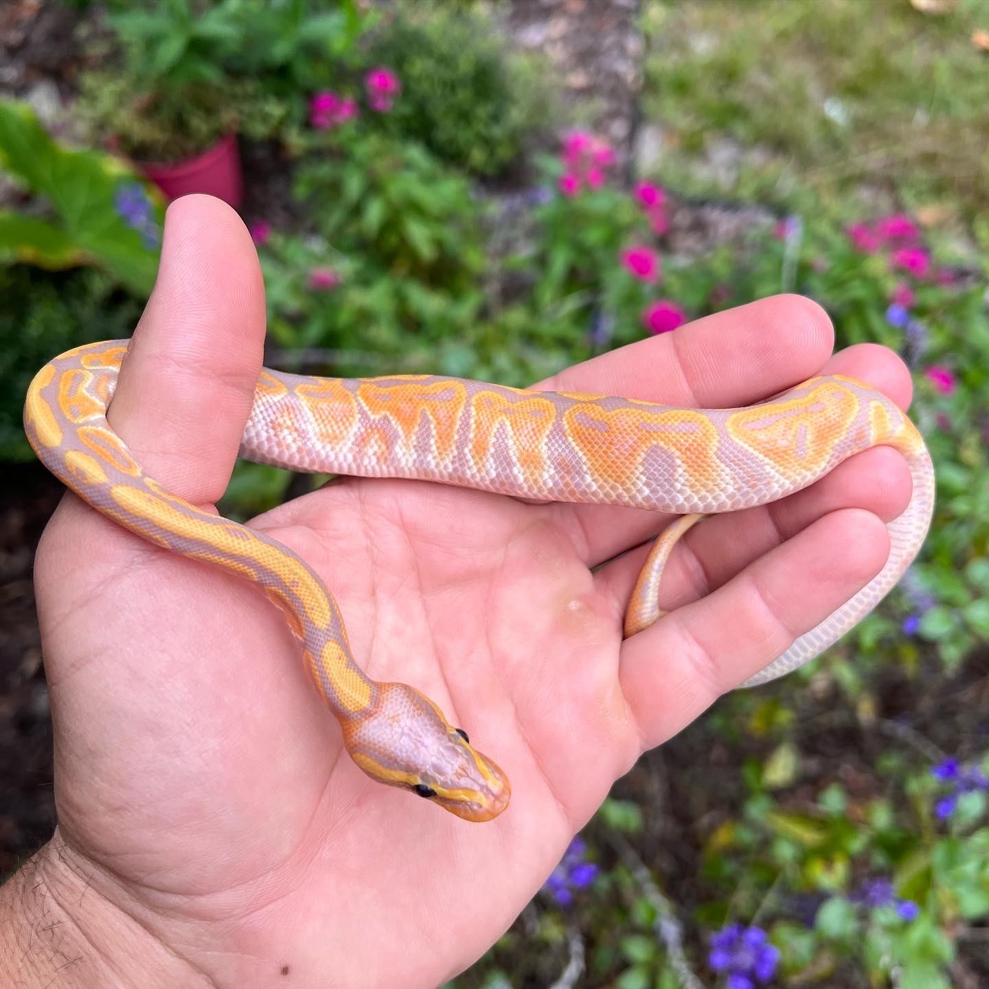 Banana Yellowbelly Ball Python by Southern Royalty Pythons - MorphMarket