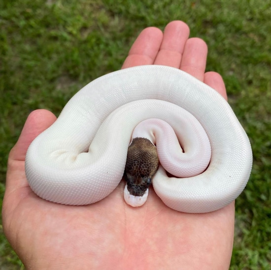 Cinnamon Leopard Piebald Ball Python by Southern Royalty Pythons