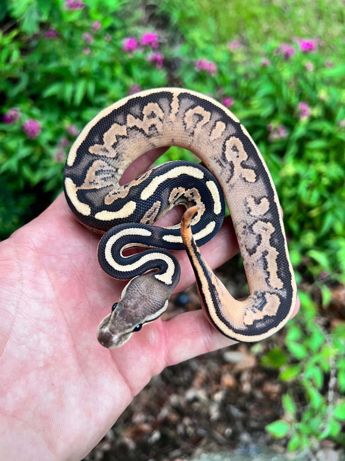 Vanilla Leopard Cinnamon Het Piebald Ball Python by Southern Royalty ...