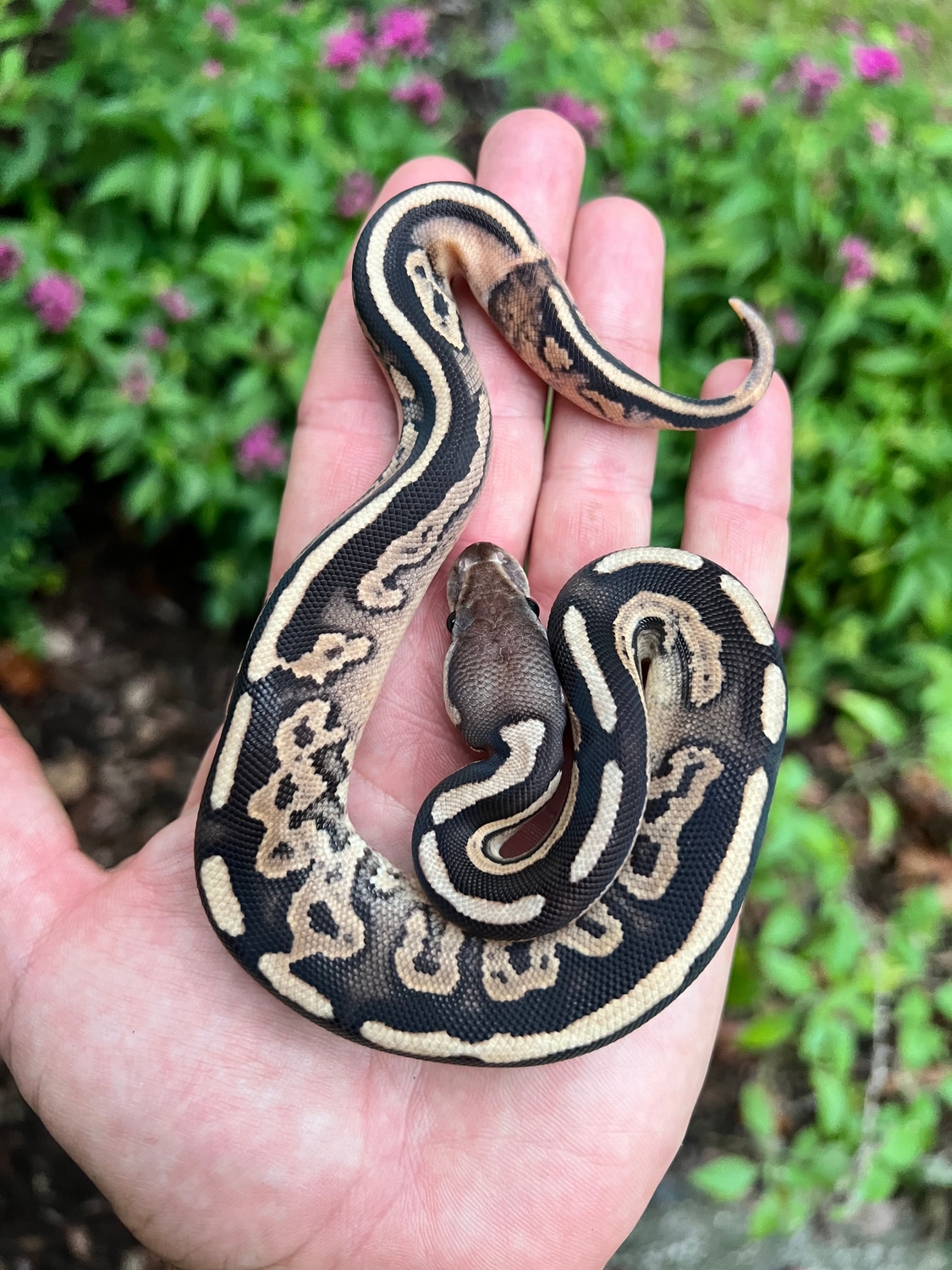 Vanilla Cinnamon Leopard Het Piebald Ball Python by Southern Royalty ...