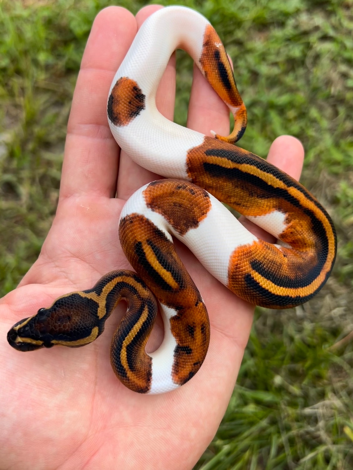 Male Piebald Ball Python by Southern Royalty Pythons - MorphMarket