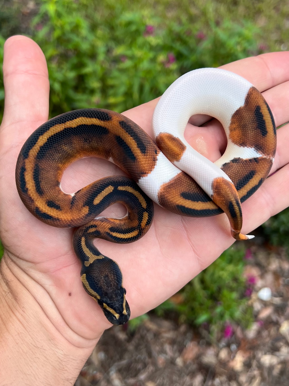 Male Piebald Ball Python by Southern Royalty Pythons - MorphMarket