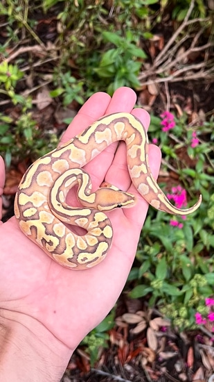 Butter Banana Ball Python by Southern Royalty Pythons