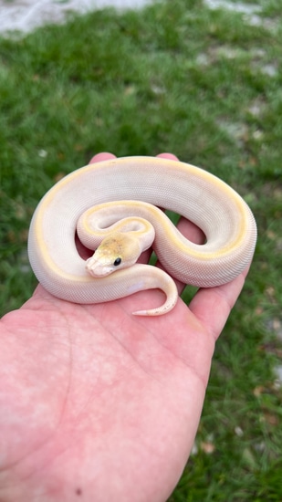 Butter Champagne Ball Python by Southern Royalty Pythons