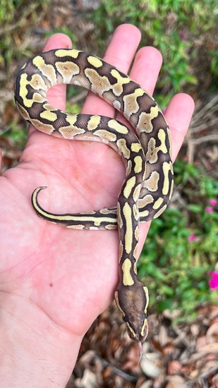 Butter Ball Python by Southern Royalty Pythons