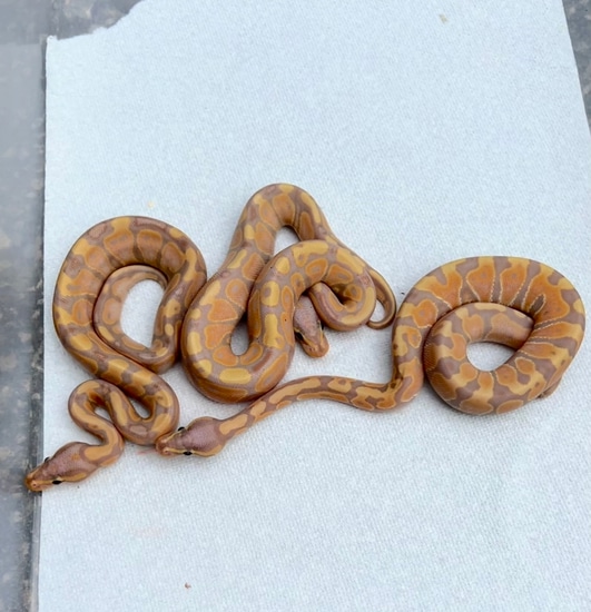 Banana Ball Python by Southern Royalty Pythons