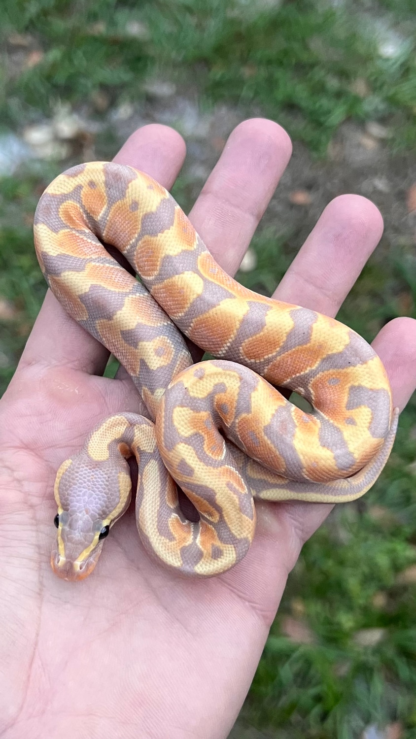 Banana Ball Python by Southern Royalty Pythons - MorphMarket