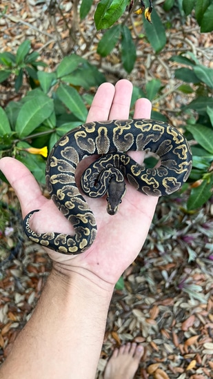 Ghi Het Ghost Het Piebald Ball Python by Southern Royalty Pythons