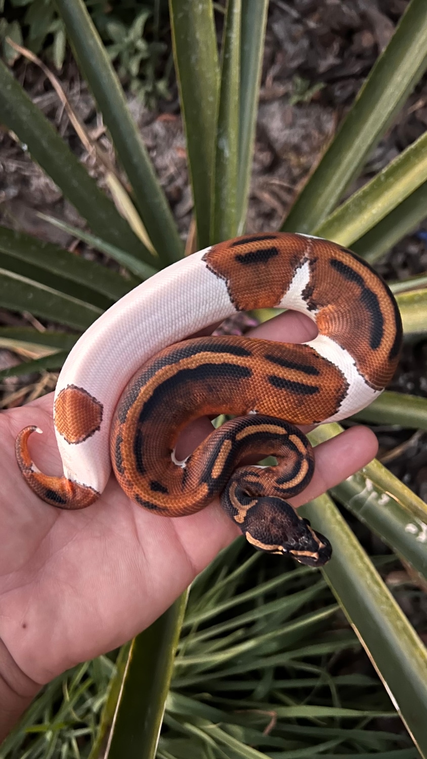 Piebald Ball Python by Southern Royalty Pythons - MorphMarket