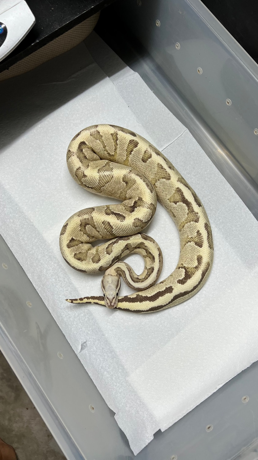 Super Vanilla Ball Python by Southern Royalty Pythons - MorphMarket