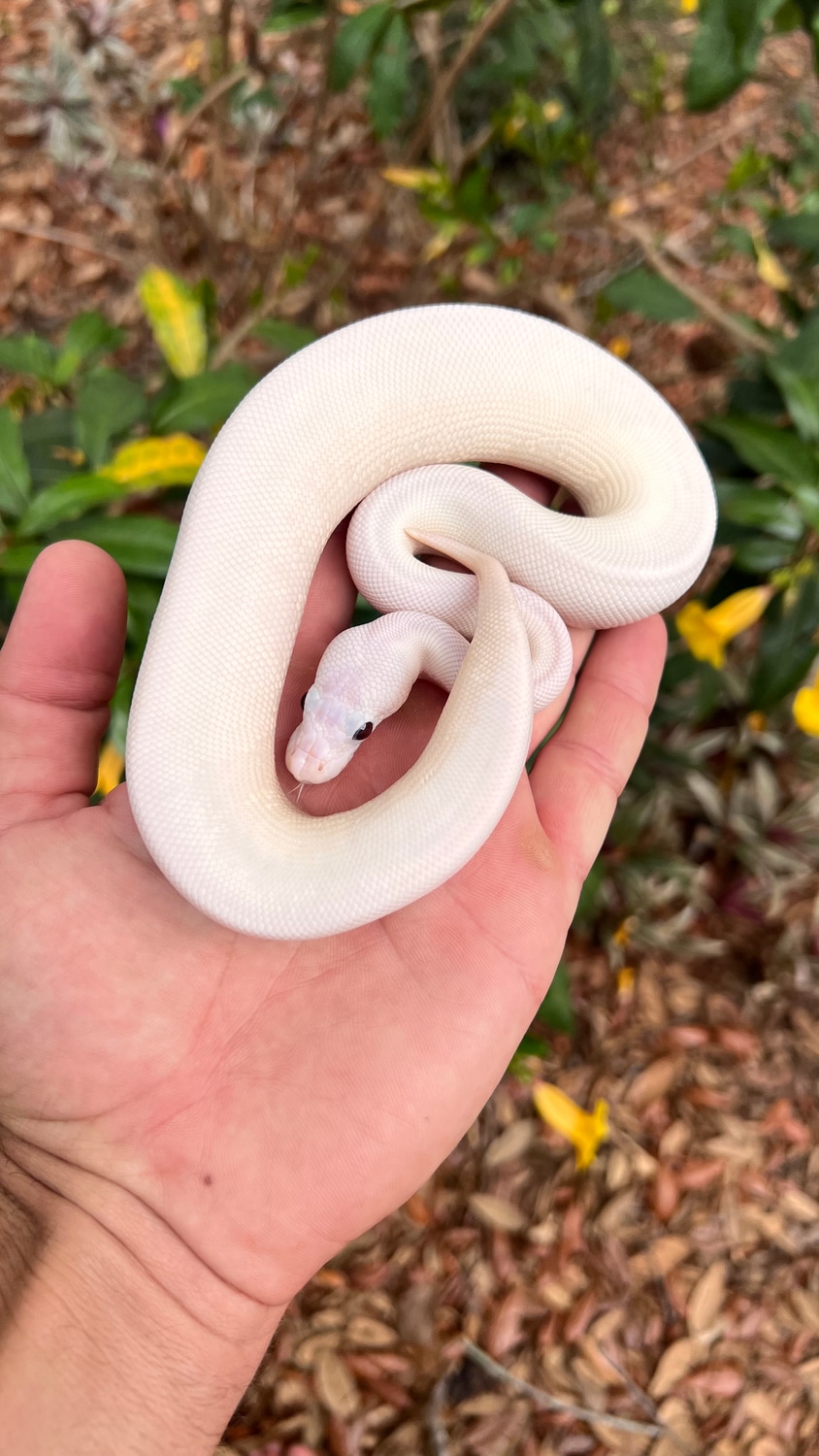 Champagne Banana Bel Ball Python by Southern Royalty Pythons - MorphMarket
