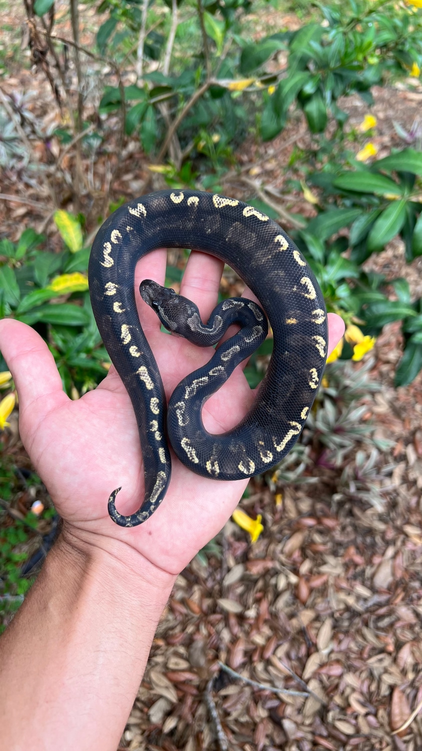 Super Ghi Het Ghost Ball Python by Southern Royalty Pythons - MorphMarket