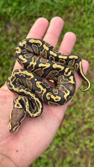 GHI Vanilla Yellowbelly Ball Python by Southern Royalty Pythons