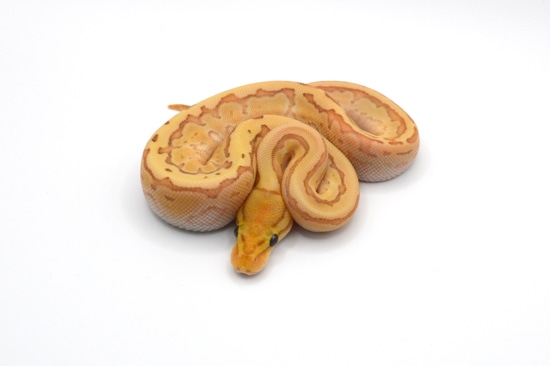 Banana Butter Pinstripe Ball Python by Southern Royalty Pythons