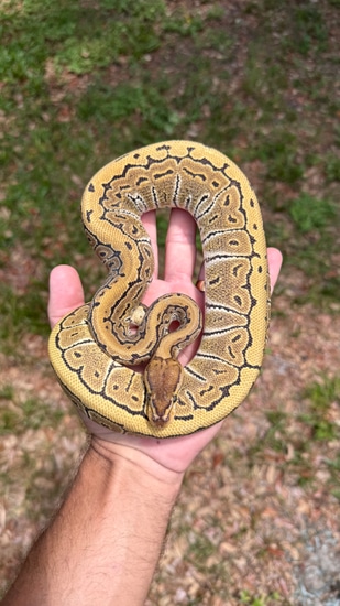 Pinstripe Het Clown 50% Het Ultramel Ball Python by Southern Royalty ...