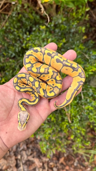 Hypo Pastel Yellowbelly Het Puzzle Ball Python by Southern Royalty Pythons
