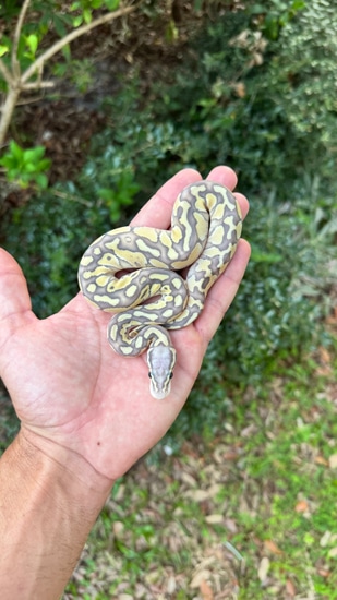 Hypo Butter Pastel Het Puzzle Ball Python by Southern Royalty Pythons