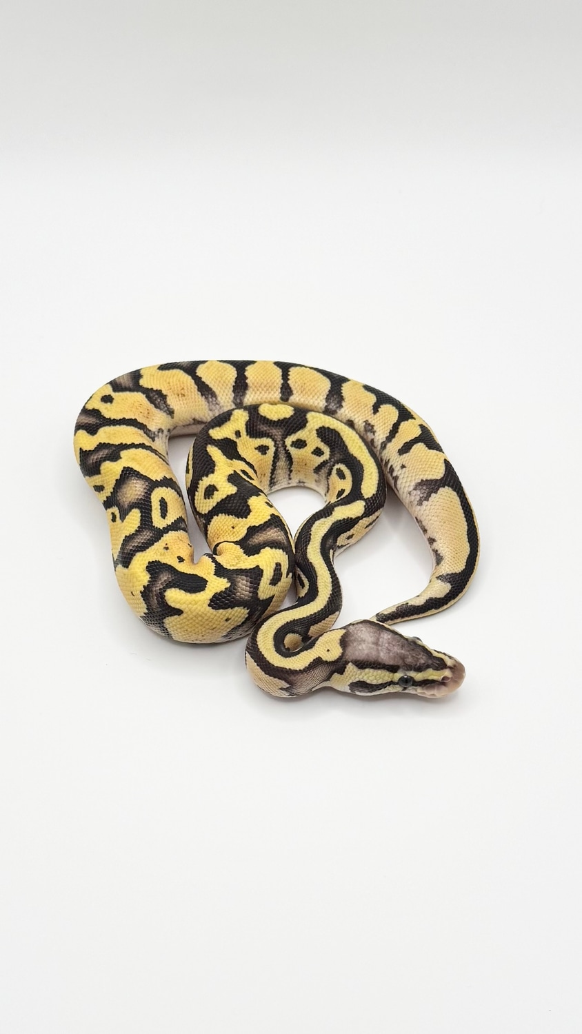 Southern Royalty Pythons