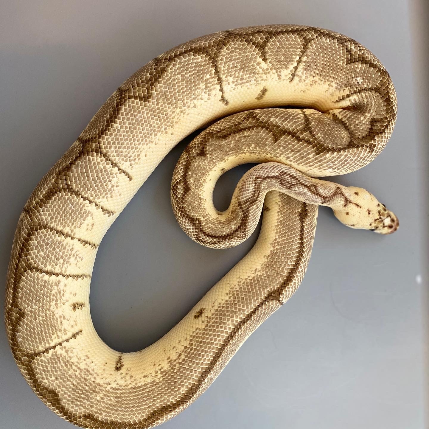 Bumblebee Clown $400 +Shipping Ball Python by Convicted Constrictors ...