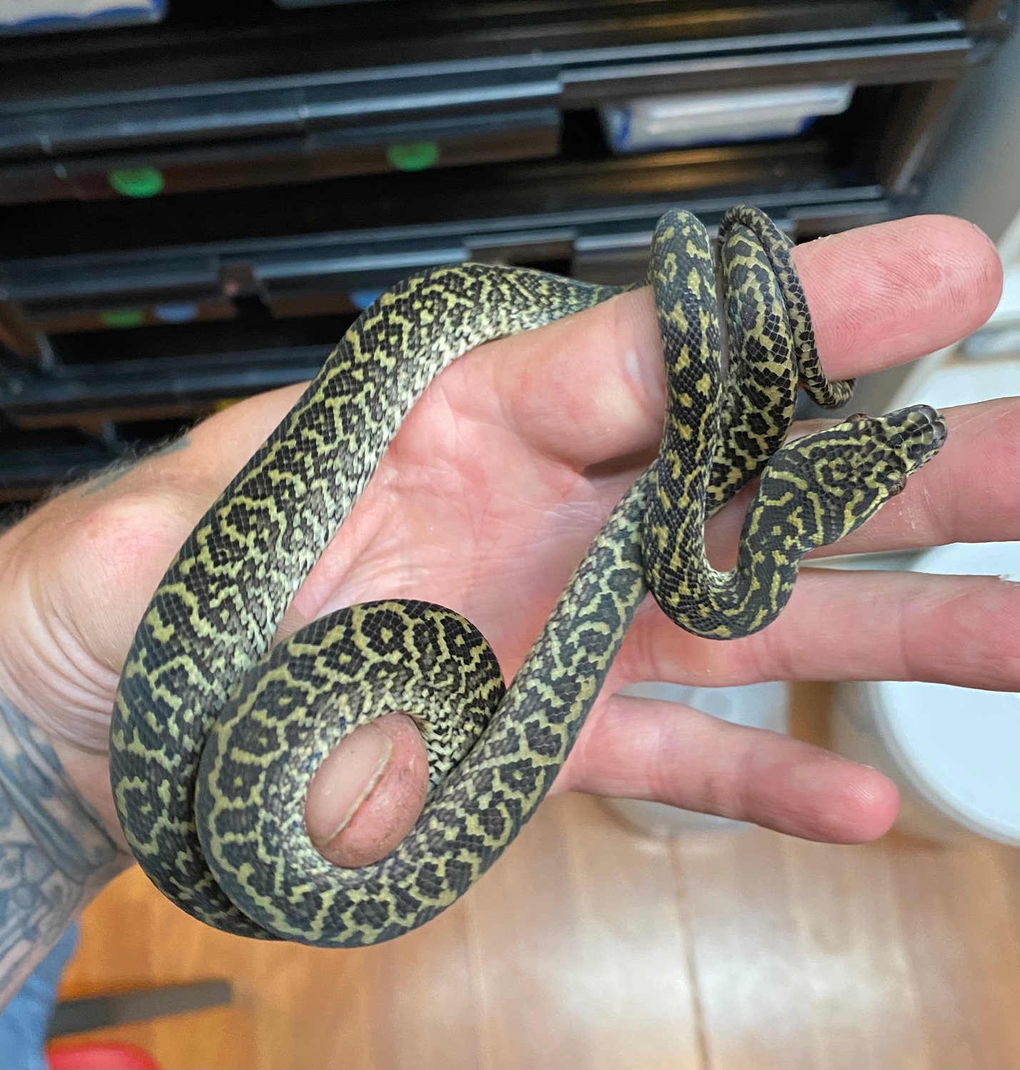 Zebra 66% Het Granite 50% Het Albino Other Carpet Python by Convicted ...