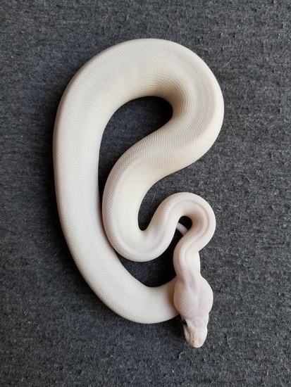 "Bubbles" Mojave/lesser Bel Ball Python by Color Me Exotics