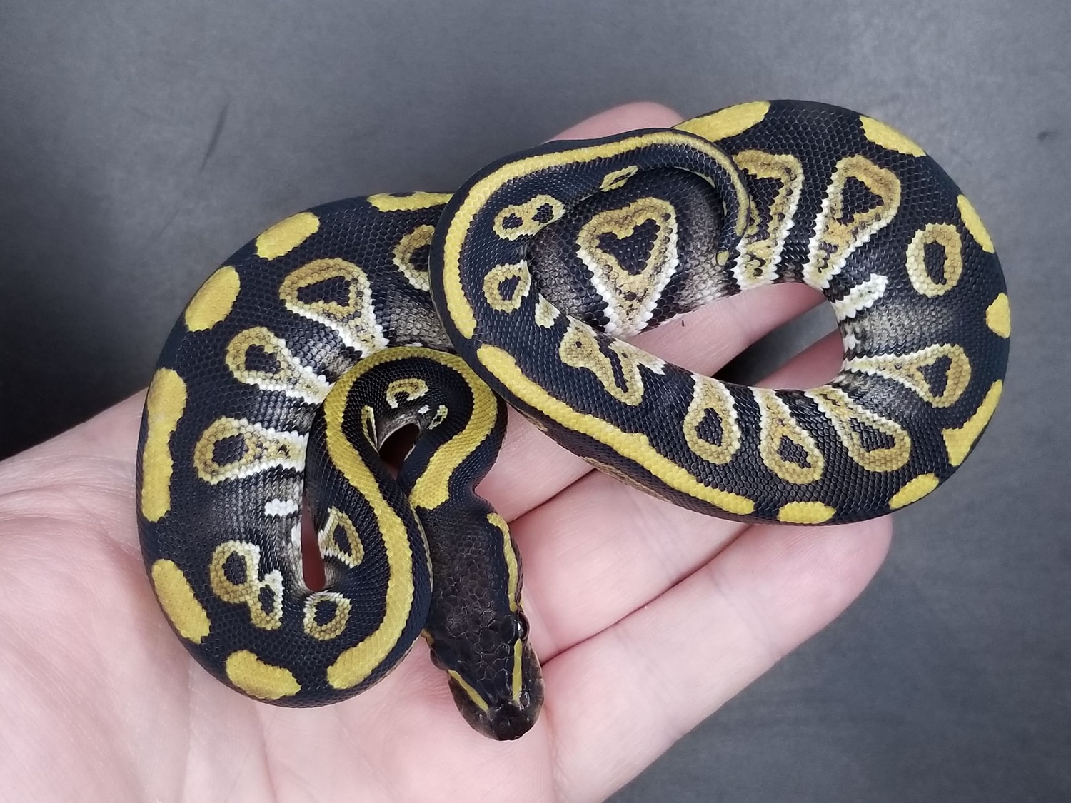 Mystic Ball Python by Color Me Exotics - MorphMarket