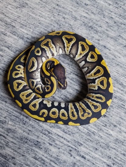 Mystic Female Ball Python by Color Me Exotics