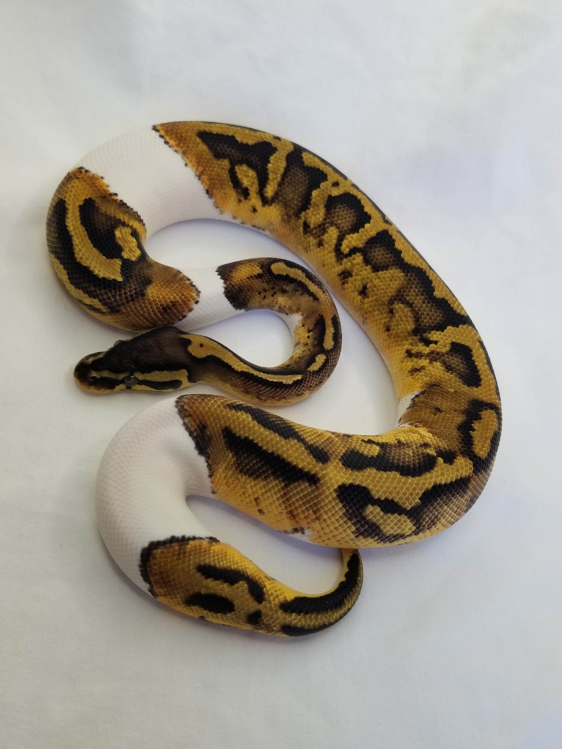 Pastel Pied Male Ball Python by Color Me Exotics - MorphMarket