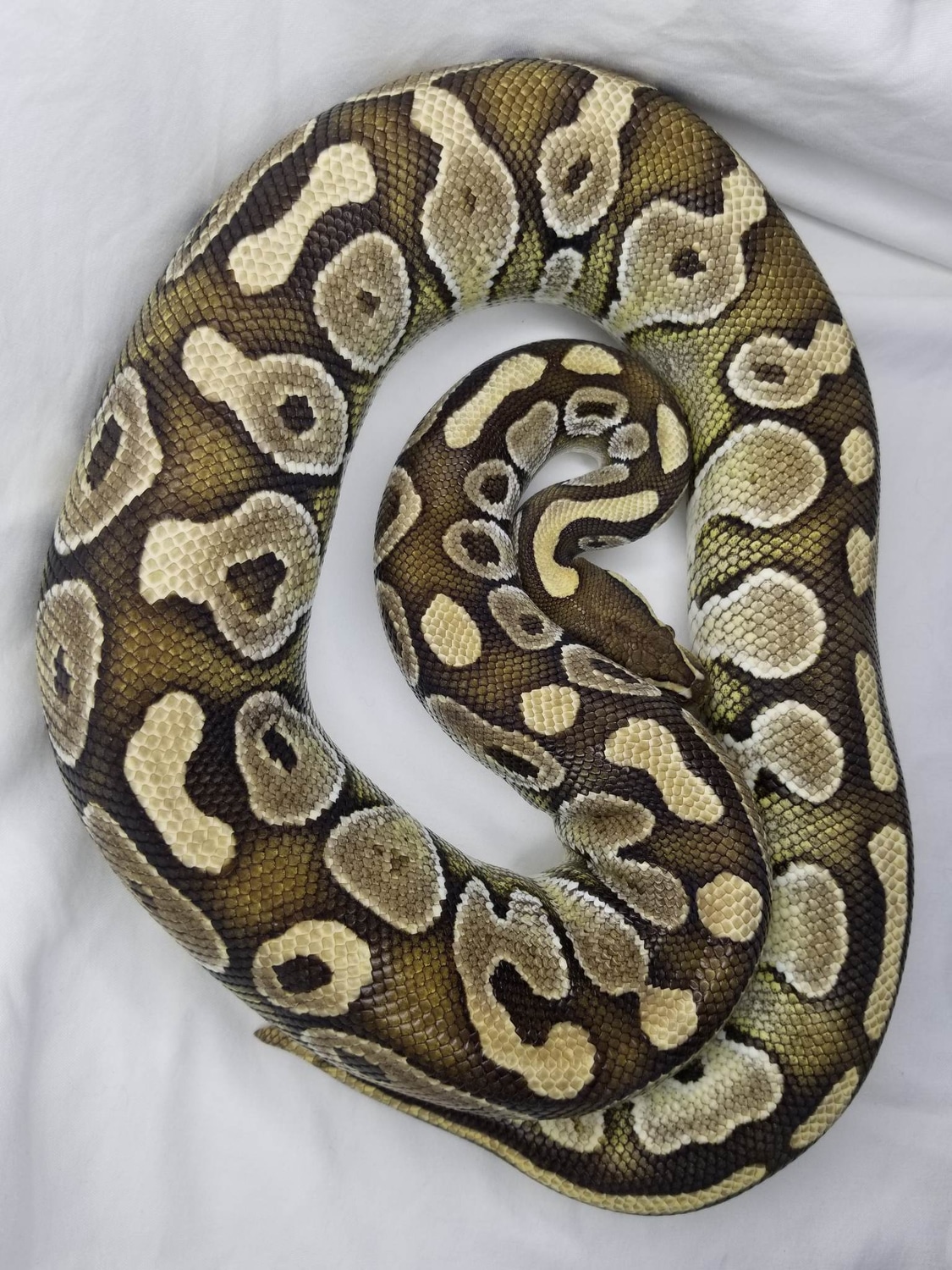 Proven Lesser Female Ball Python by Color Me Exotics - MorphMarket