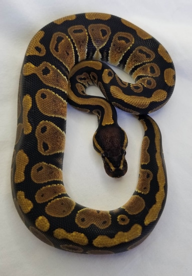 Normal Female Ball Python by Color Me Exotics LLC