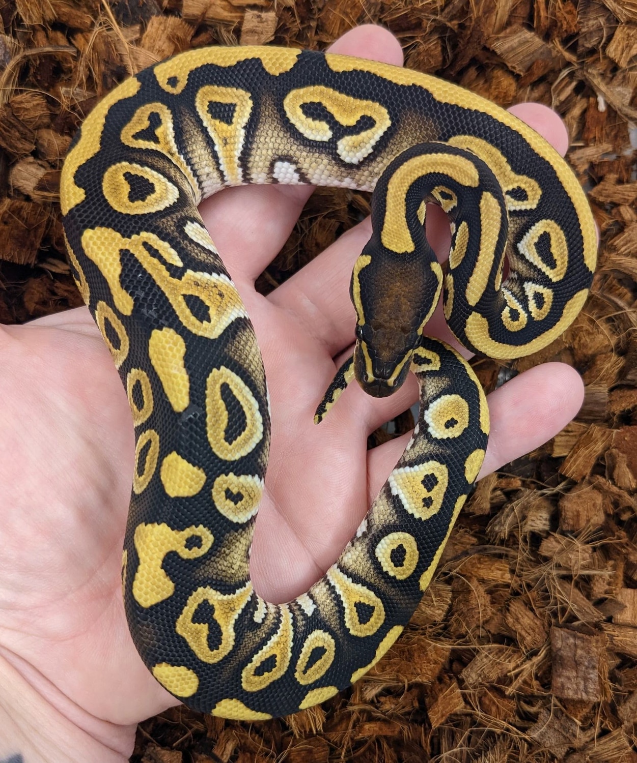 Mystic Female 50% Het Clown Ball Python by Color Me Exotics - MorphMarket