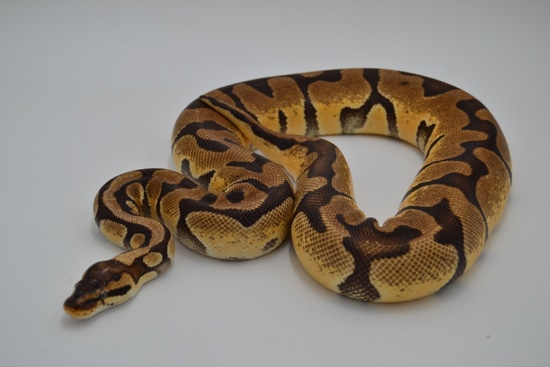 Pastel Enchi Het Clown Ball Python by Color Me Exotics