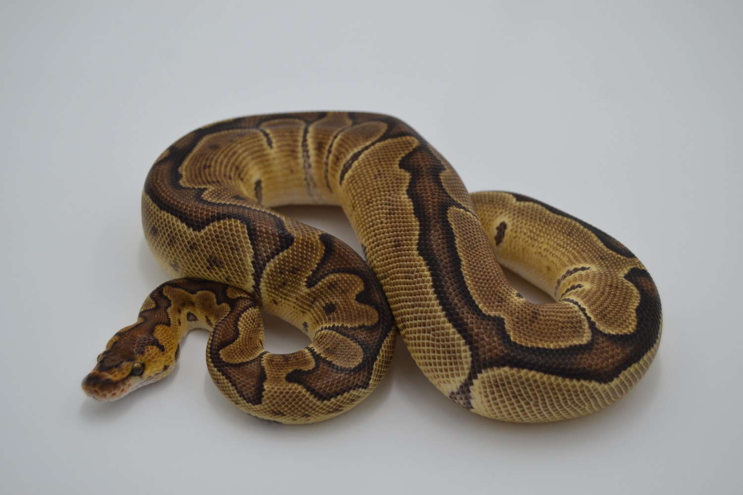 "Dually " GHI Enchi Clown Ball Python by Color Me Exotics - MorphMarket