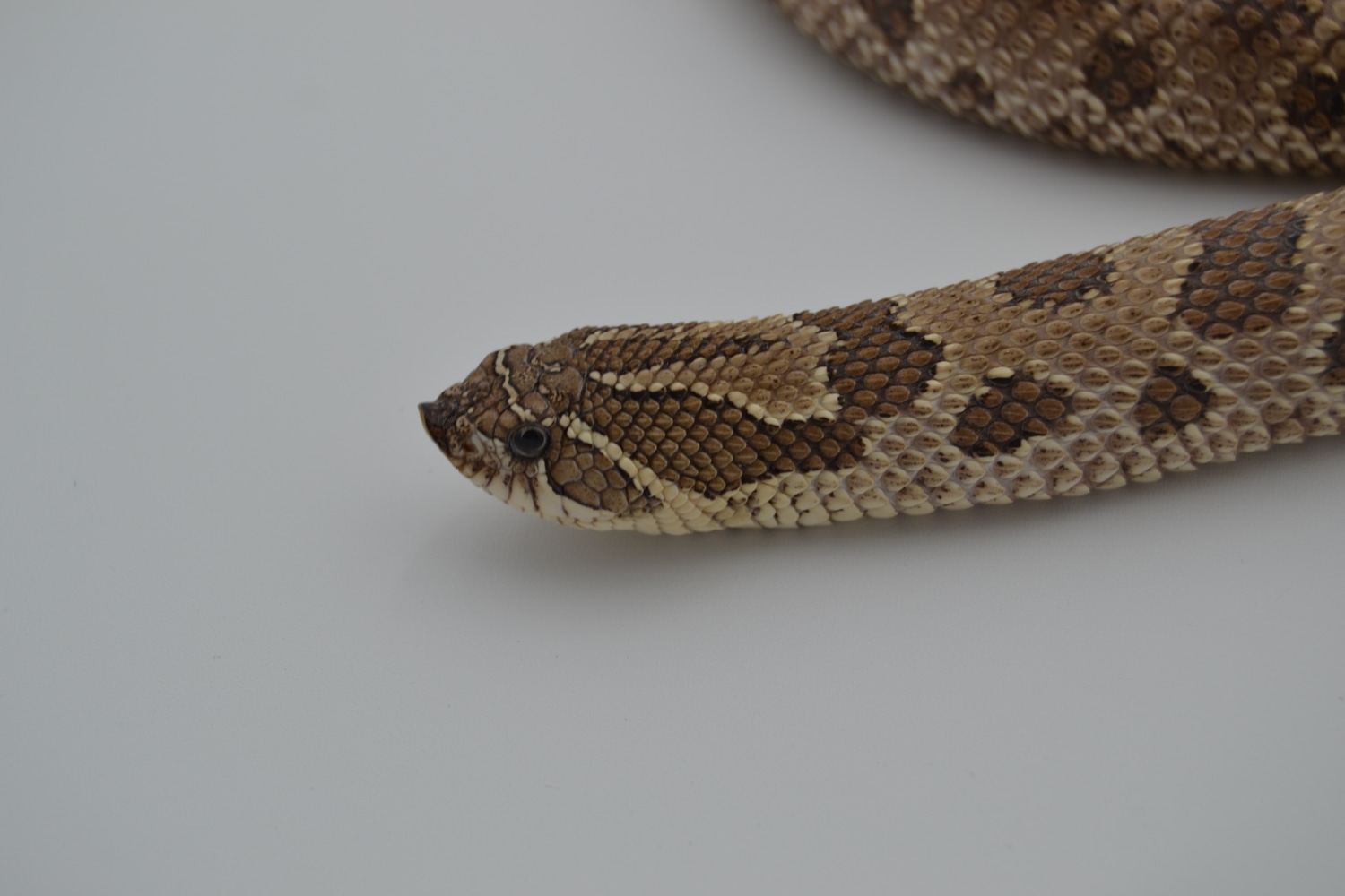 "Pepper" Axanthic Conda Het Albino Western Hognose by Color Me Exotics ...