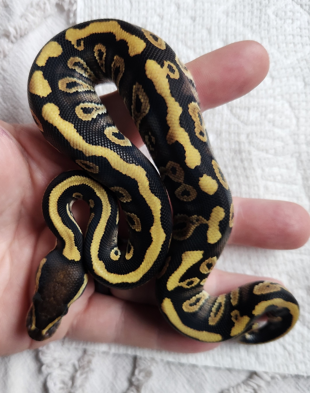 Mystic Het Clown Ball Python by Color Me Exotics - MorphMarket