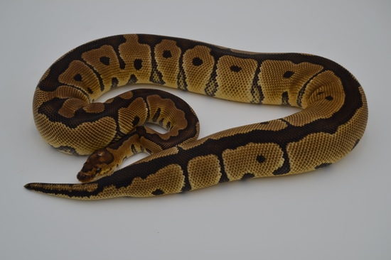 Adult Clown Female RTB Ball Python by Color Me Exotics