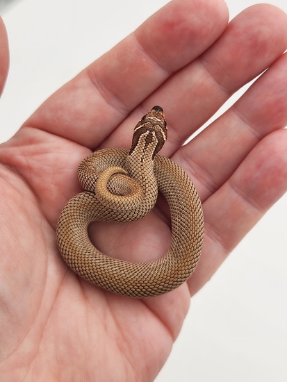 Superconda Het Snow Western Hognose by Color Me Exotics LLC