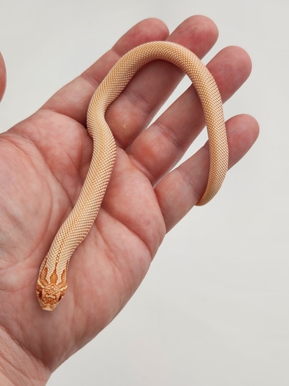 Albino Superconda Het Snow Female Western Hognose by Color Me Exotics