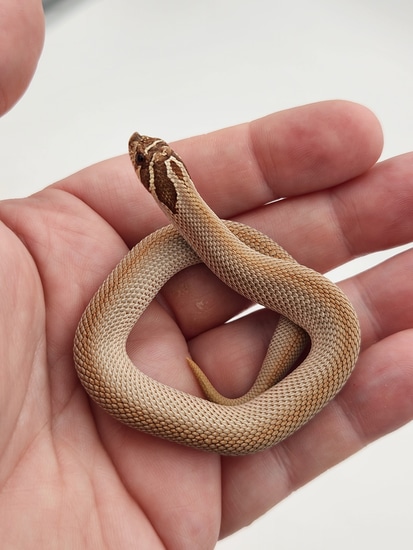 Superconda Het Snow F Western Hognose by Color Me Exotics
