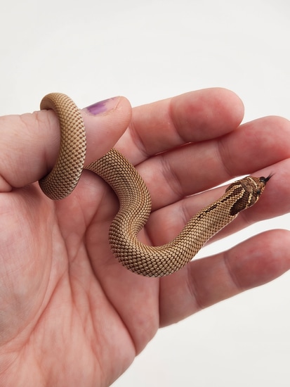 Superconda Het Snow Western Hognose by Color Me Exotics LLC