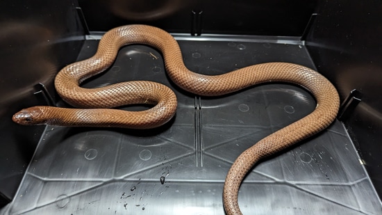 Patternless Hypermelanistic California Kingsnake by Black Dragon Reptilia