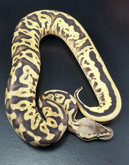 Pastel Leopard Calico Ball Python by Fat Boy's Ball Pythons