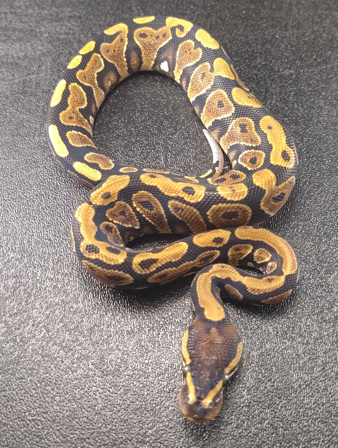 Yellowbelly Ball Python by Fat Boy's Ball Pythons - MorphMarket