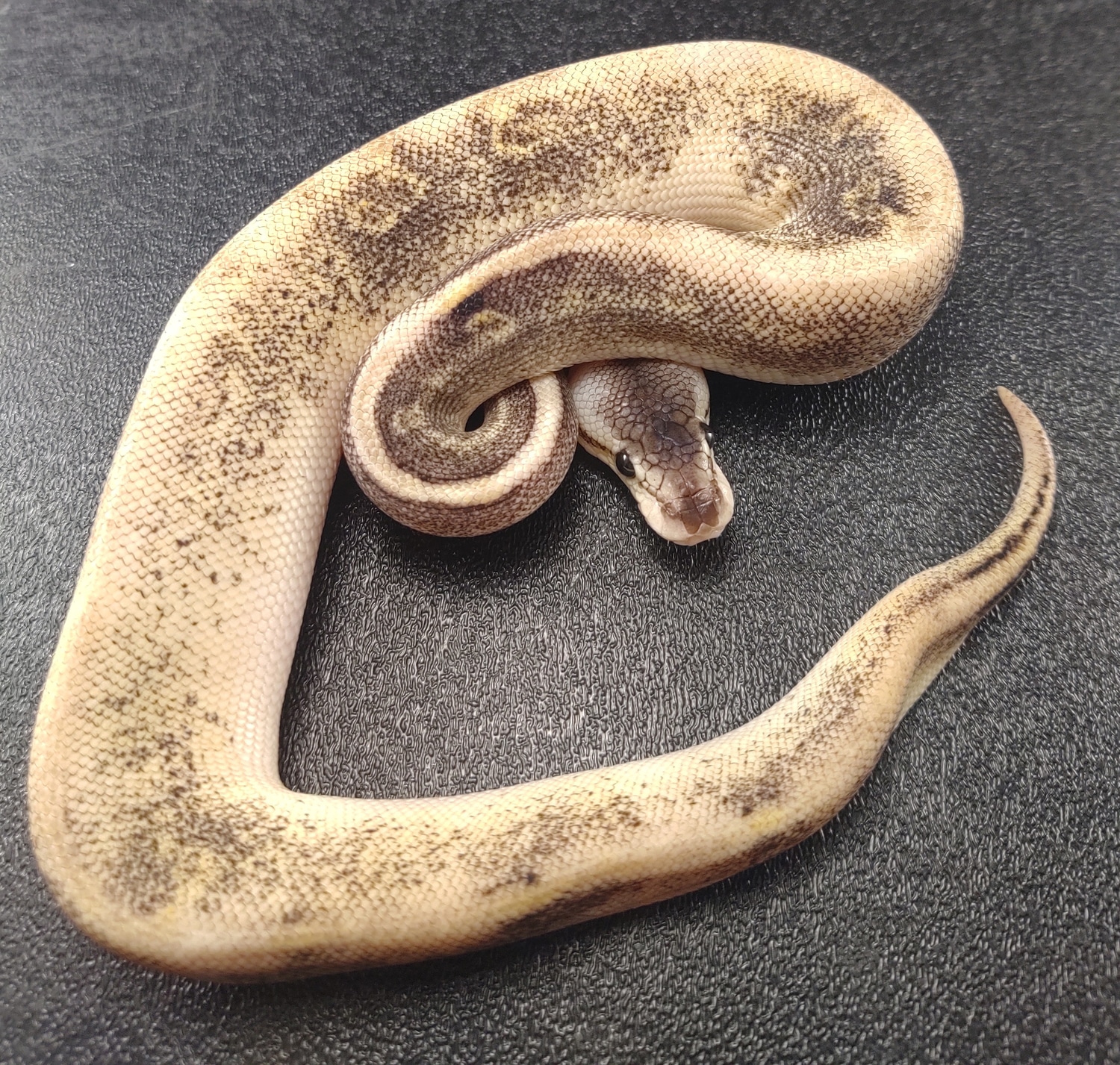Pastel Enchi Champagne Black Head Ball Python by Fat Boy's Ball Pythons ...
