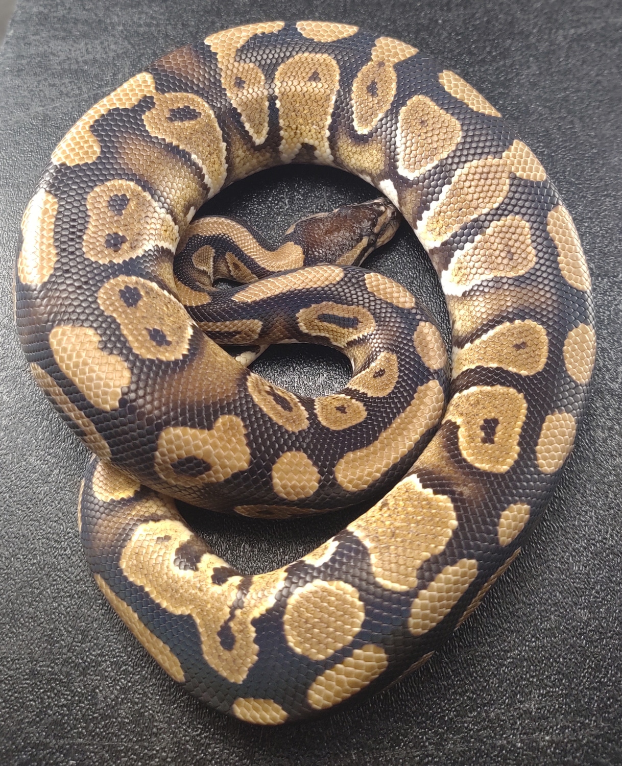 Bongo Ball Python by Fat Boy's Ball Pythons - MorphMarket