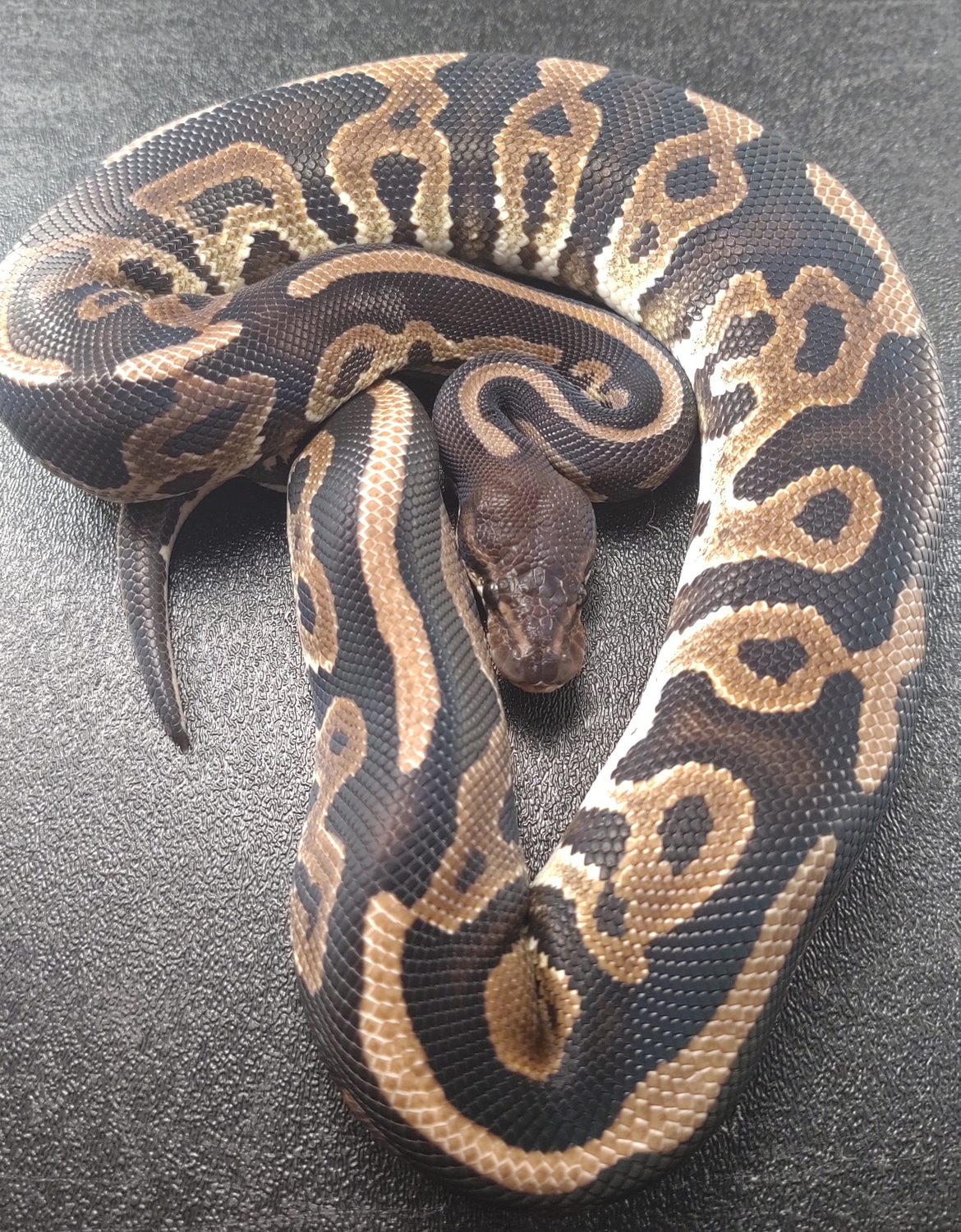Cinnamon Leopard Ball Python by Fat Boy's Ball Pythons - MorphMarket