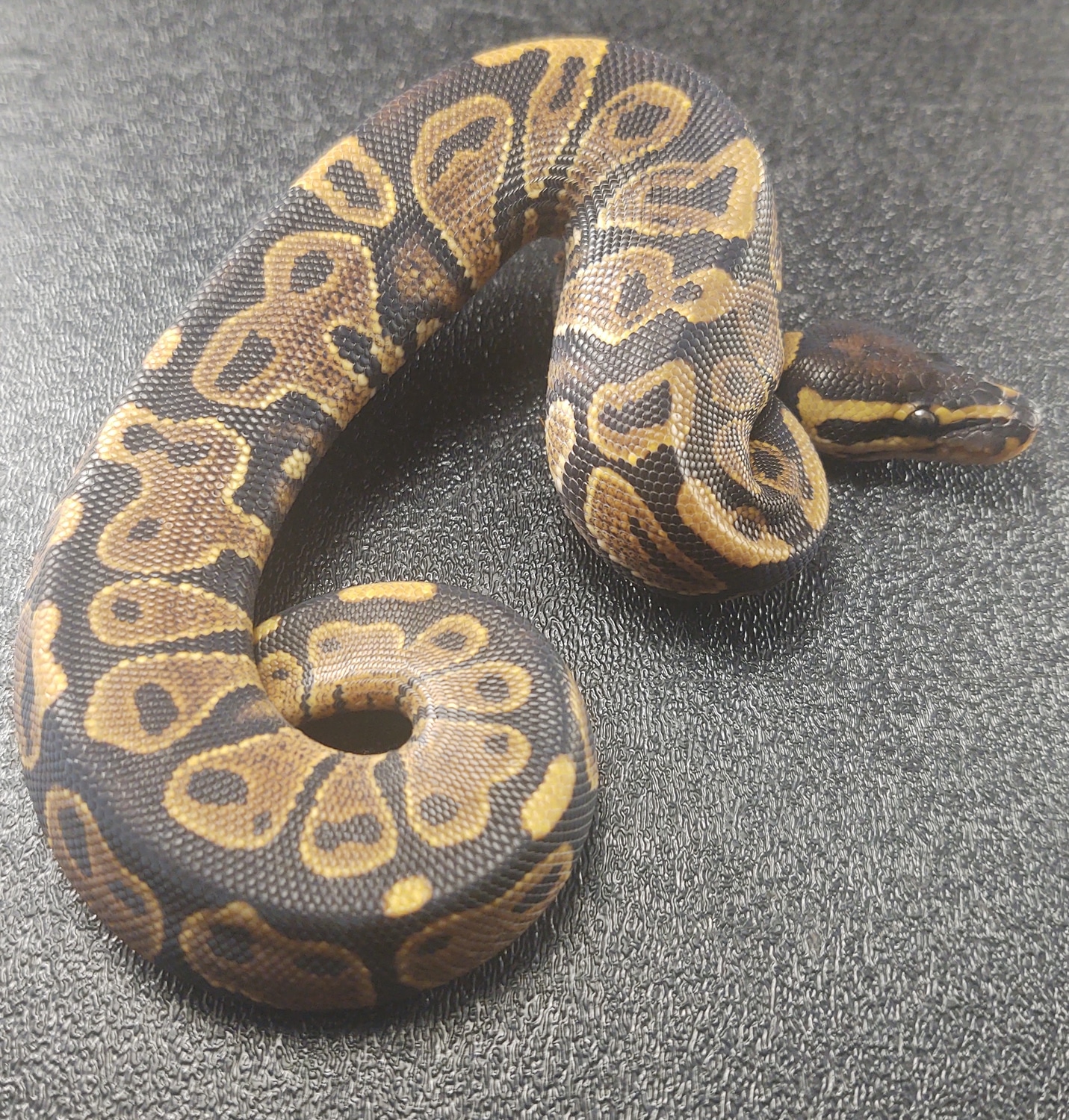Asphalt/Yellowbelly Ball Python by Fat Boy's Ball Pythons - MorphMarket