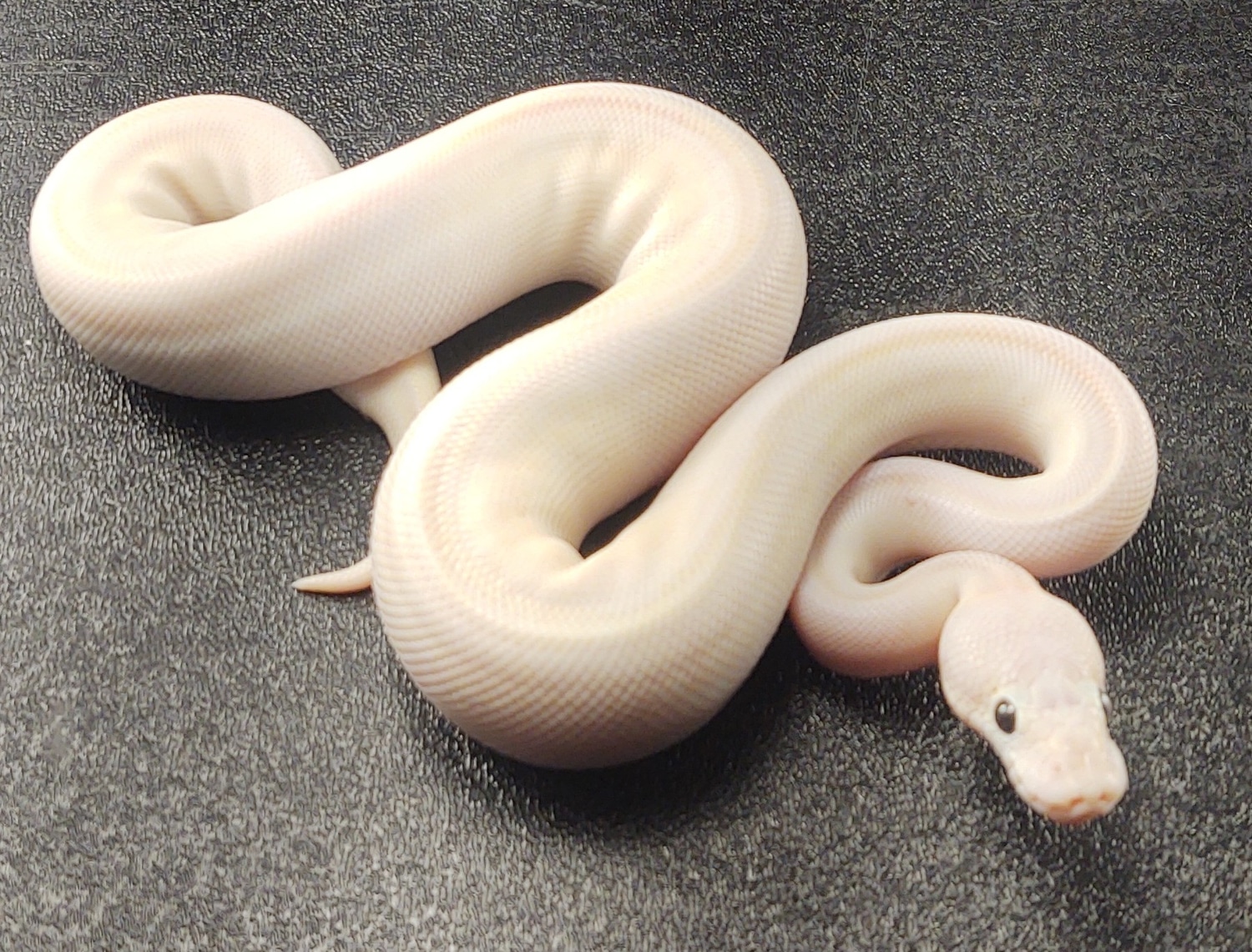 Pastel Ivory Ball Python by Fat Boy's Ball Pythons - MorphMarket